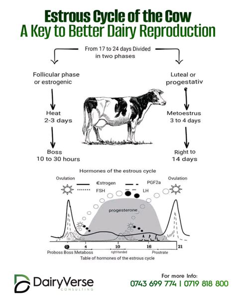 Understanding The Estrous Cycle Of The Cow A Key To Better Dairy