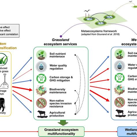 Conceptual Diagram Illustrating How Multiple Ecosystem Services From