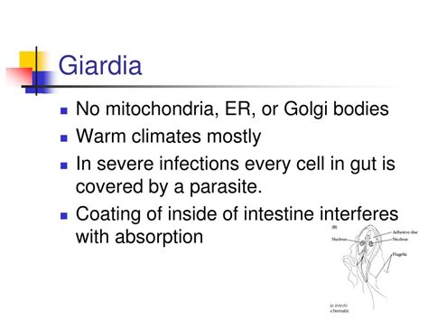 Ppt Phylum Apicomplexa Powerpoint Presentation Free Download Id