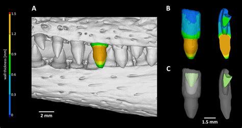 Visualization Of Replacement Teeth In Caiman Crocodilus A
