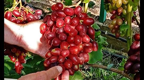 @Виноград Румейка в Полтаві Ультраранній, смачний, червоний - YouTube