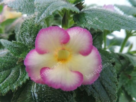 Ахименес Hugues Aufray. Цветы почтой BeautyFlora V512aha - Ахименесы ...