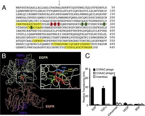 Mapping Candidate Epitopes Within The Egfr A Amino Acid Sequence Download Scientific Diagram