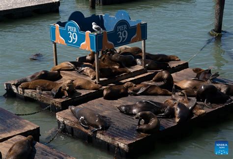Pier 39 Sea Lions