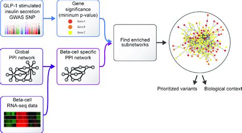 Integrative Network Analysis Workflow Overview Glp 1 Stimulated
