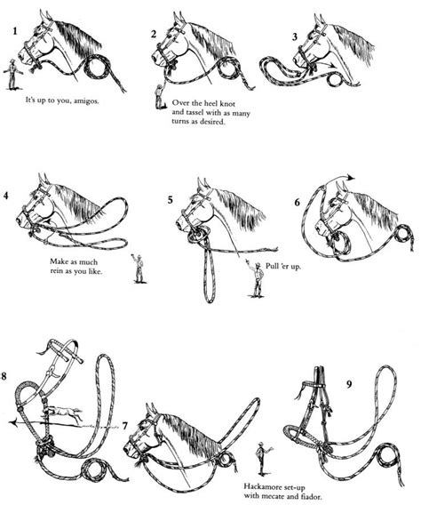 Preserving The Vaquero Tradition Hackamore Set Up With Mecate And