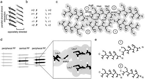 Packing Of The Peptides In The Fibril A Ribbon Diagram Of Five