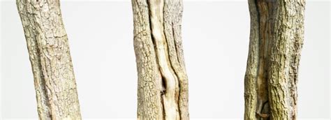 Tree 8 Flippednormals