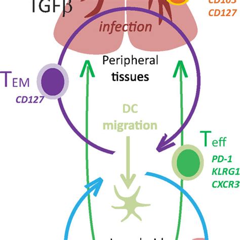 Tissue Distribution Of Memory CD8 T Cells Download Scientific Diagram