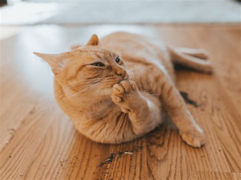 Why Do Cats Like Catnip The Science Of Catnip