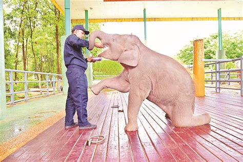 ၂၀၂၂ ခုနှစ်တွင် ပေါ်ထွန်းလာသော ဆင်ဖြူတော်ကလေး “ရဋ္ဌနန္ဒက” မိခင်ဆင်မကြီးနှင့်အတူ ကျန်းမာ ပျော်ရ