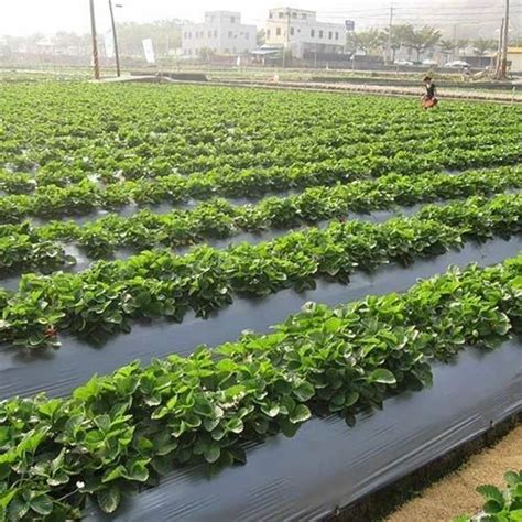 100 Micron White Plastic Agriculture Mulching Sheet 650 M Roll At