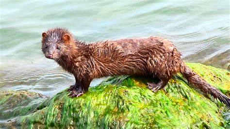 The North American Mink
