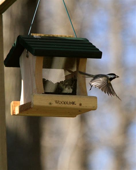 Chicadee In Flight