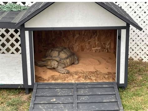 Tortoise House Tortoise House Sulcata Tortoise Tortoise Habitat
