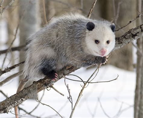 Oppossum Vikipedi