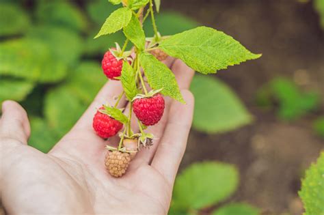 자식 따기 딸기입니다 아이 유기농 딸기 농장에서 신선한 과일을 선택합니다 어린이 원 예 및 베리를 수확입니다 유아 꼬마 익은 건강 한 열매를 먹고입니다 야외 가족 여름 재미