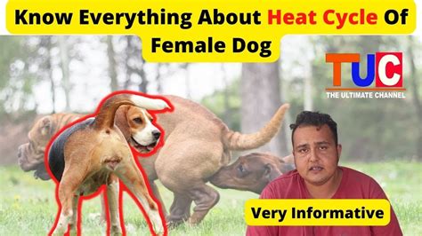 How Long Is A Female Dog Menstrual Cycle