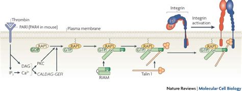 The Final Steps Of Integrin Activation The End Game Nature Reviews