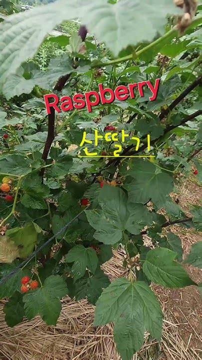 산딸기 라즈베리 딸기 새벽공기 Youtube