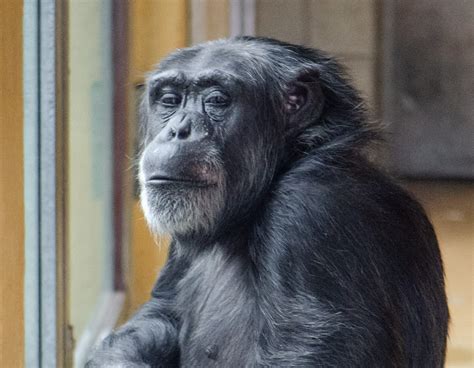 how to recreate tableau s index function in alteryx the data school