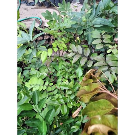 Jual Bibit Klengkeng Jenis Varietas Kristal Wisata Flora Shopee Indonesia