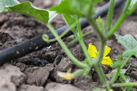Cucumber Irrigation Artigos Wikifarmer