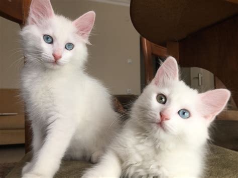 Brother And Babe Scrolller