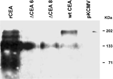 Identification Of Cea And Cea Gene Products By Immunoblotting Rcea