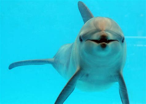 Bella Dmcp Captive Cetaceans Wiki Fandom Bella Dmcp Captive Cetaceans Wiki Fandom