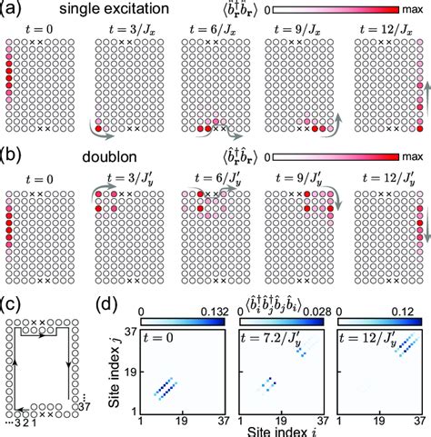 a and b show evolution of the density distributionˆb distributionˆ Download Scientific
