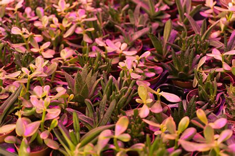 성장을위한 식물 램프의 빛 아래 선인장과 다육 식물 하우스플랜트 관리를 위한 조명 0명에 대한 스톡 사진 및 기타 이미지 0명 Led 조명 광합성 Istock