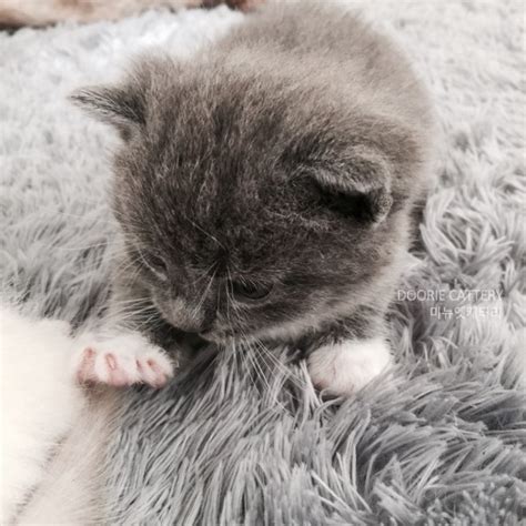 미뉴엣나폴레옹고양이먼치킨고양이 단풍이 특집 네이버 블로그