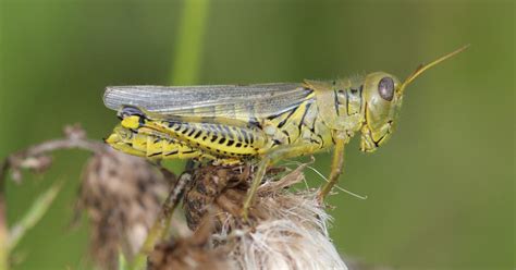 Should I Be Concerned About Grasshoppers When Planting Winter Wheat