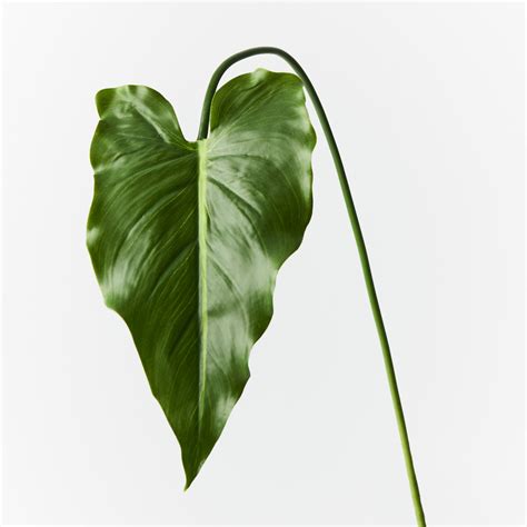 Lily Leaves Social Enterprise At Ruby Osborne Blog