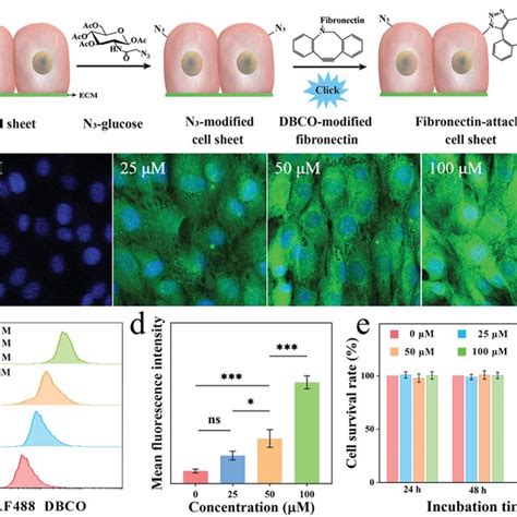 A Scheme Of Attaching Fibronectin Onto Cell Sheet Surface Via Click