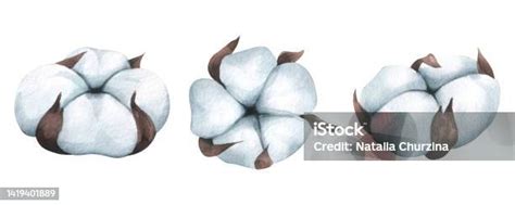 면화 꽃차례는 서로 다른 각도의 세 조각입니다 수채화 그림 아늑한 겨울의 큰 세트에서 고립 된 물체 장식 디자인 구성 장식 목화에 대한 스톡 벡터 아트 및 기타 이미지