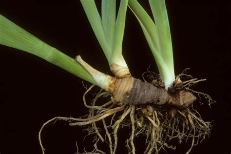 How When To Divide Irises