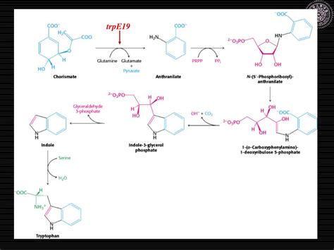 Ppt System Biology Term Project Tryptophan Production Powerpoint Presentation Id 4736589