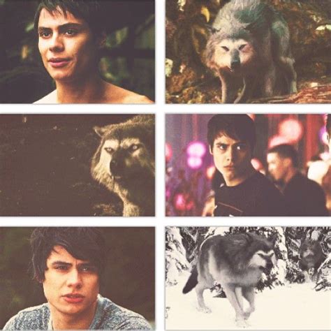 Twilight Embry Wolf Form