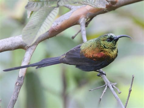 Bronze Sunbird Ebird