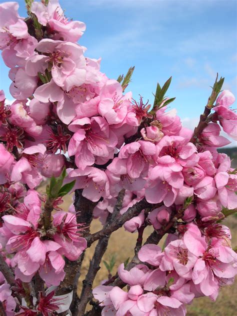 Dwarf Nectarine Tree