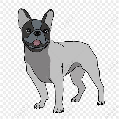 서 보스턴 테리어 클립 일러스트 아트혀 고집 Png 일러스트 무료 다운로드 Lovepik