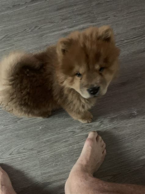 1 Girl Chow For Sale Cheshire Forever Puppy