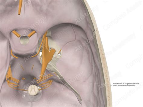 Motor Root Of Trigeminal Nerve Complete Anatomy