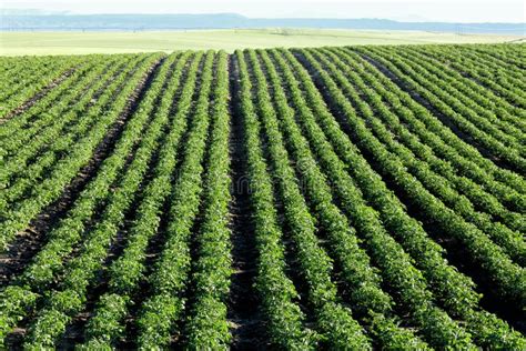 Potato Rows In An Idaho Farm Field Stock Image Image Of Crops Land