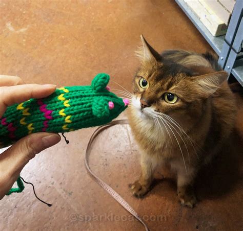 My Crazy Catnip Toy Faces Summers Fabulous Cat Life