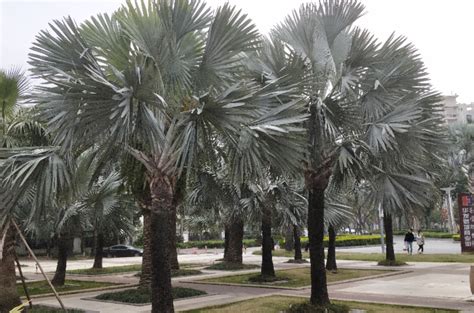 棕树橡树棕树简笔画 伤感说说吧