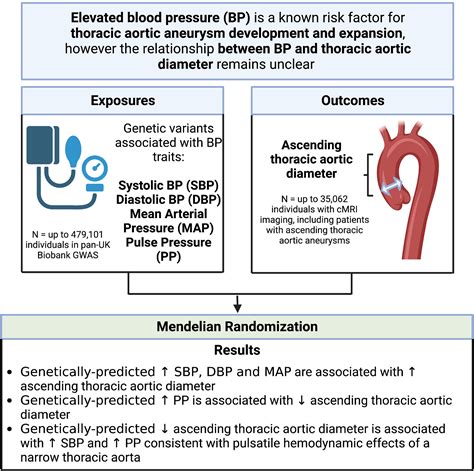 Ascending Thoracic Aortic Aneurysm