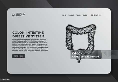 웹 페이지 디자인 템플릿 결장 창자 소화 시스템 인간 해부학의 컬렉션 도트 및 선 디자인의 추상 와이어프레임 3차원 형태에 대한 스톡 벡터 아트 및 기타 이미지 Istock